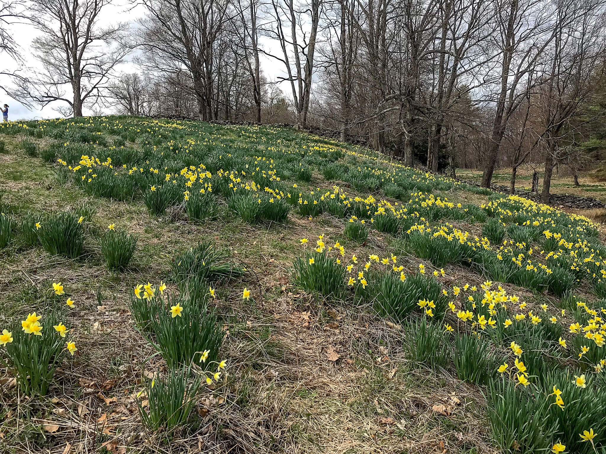 Beautiful Narcissus Flower Fields You Need to Visit | The Cultured Bee